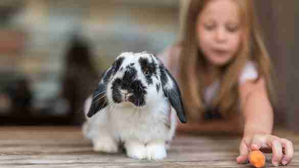 Are You Familiar With The Sallander Rabbit Breed? - BackyardBunnyNews