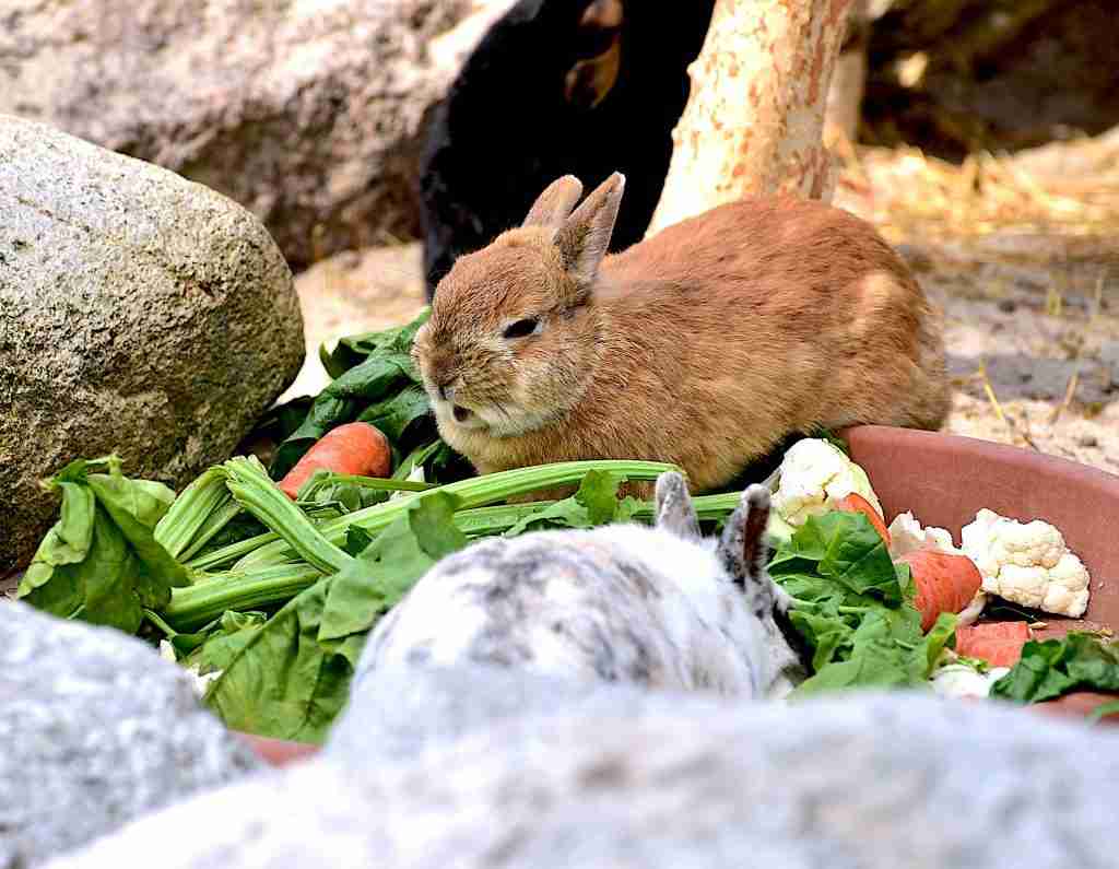 How Can You Keep Rabbits Out Of Your Garden? - BackyardBunnyNews