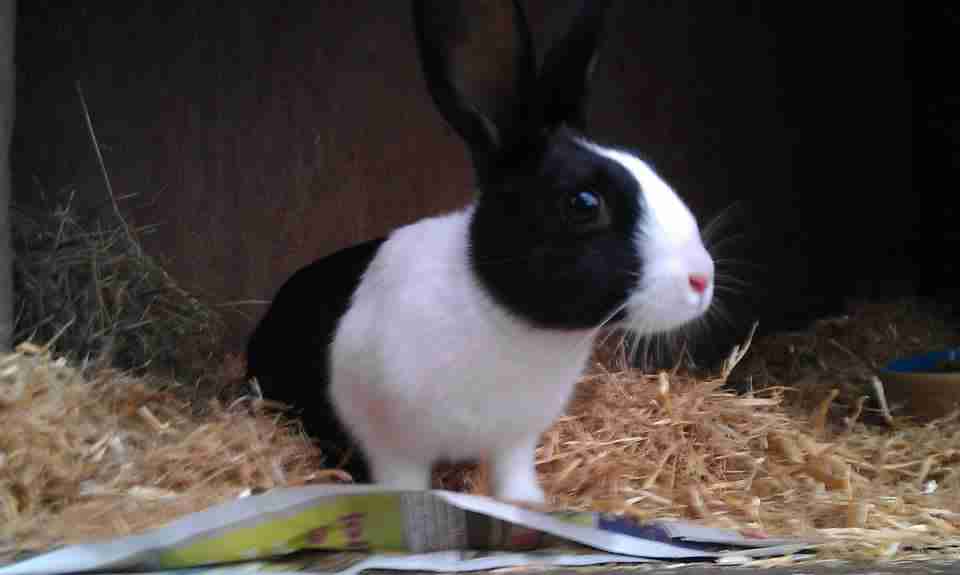 Can the Alaska Rabbit Coexist with Other Pets? - BackyardBunnyNews