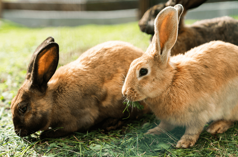 Are You Familiar With The Sallander Rabbit Breed? - BackyardBunnyNews