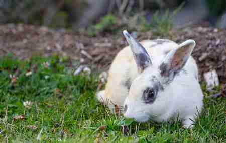 How to Care for A Domestic Rabbit? - BackyardBunnyNews