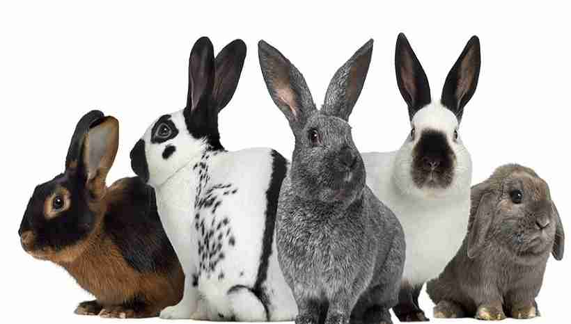 What's the Deal with the National Californian Rabbit Specialty Club ...