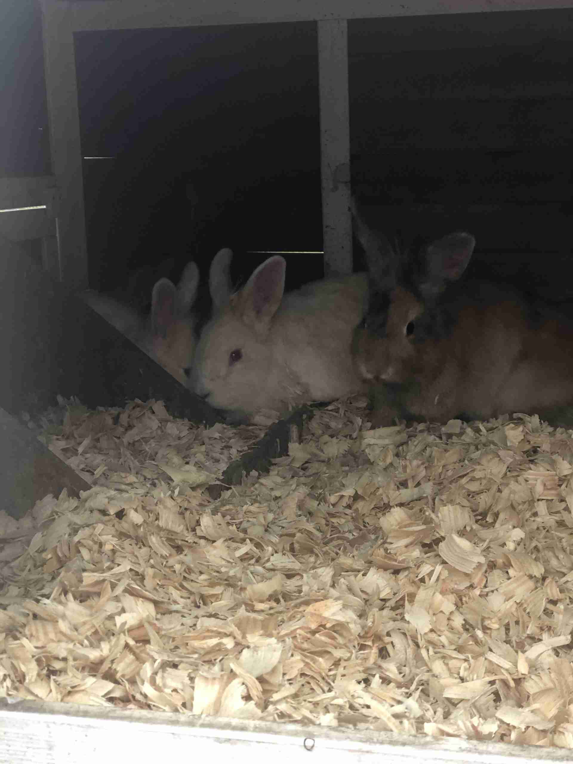 Can the Sa Phendula Rabbit Breed Make a Comeback? - BackyardBunnyNews