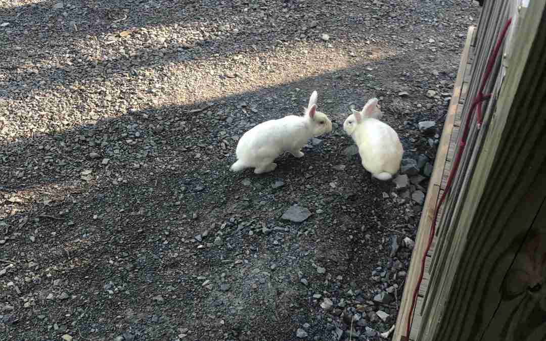 How to Make Your Backyard Rabbit Friendly? - BackyardBunnyNews