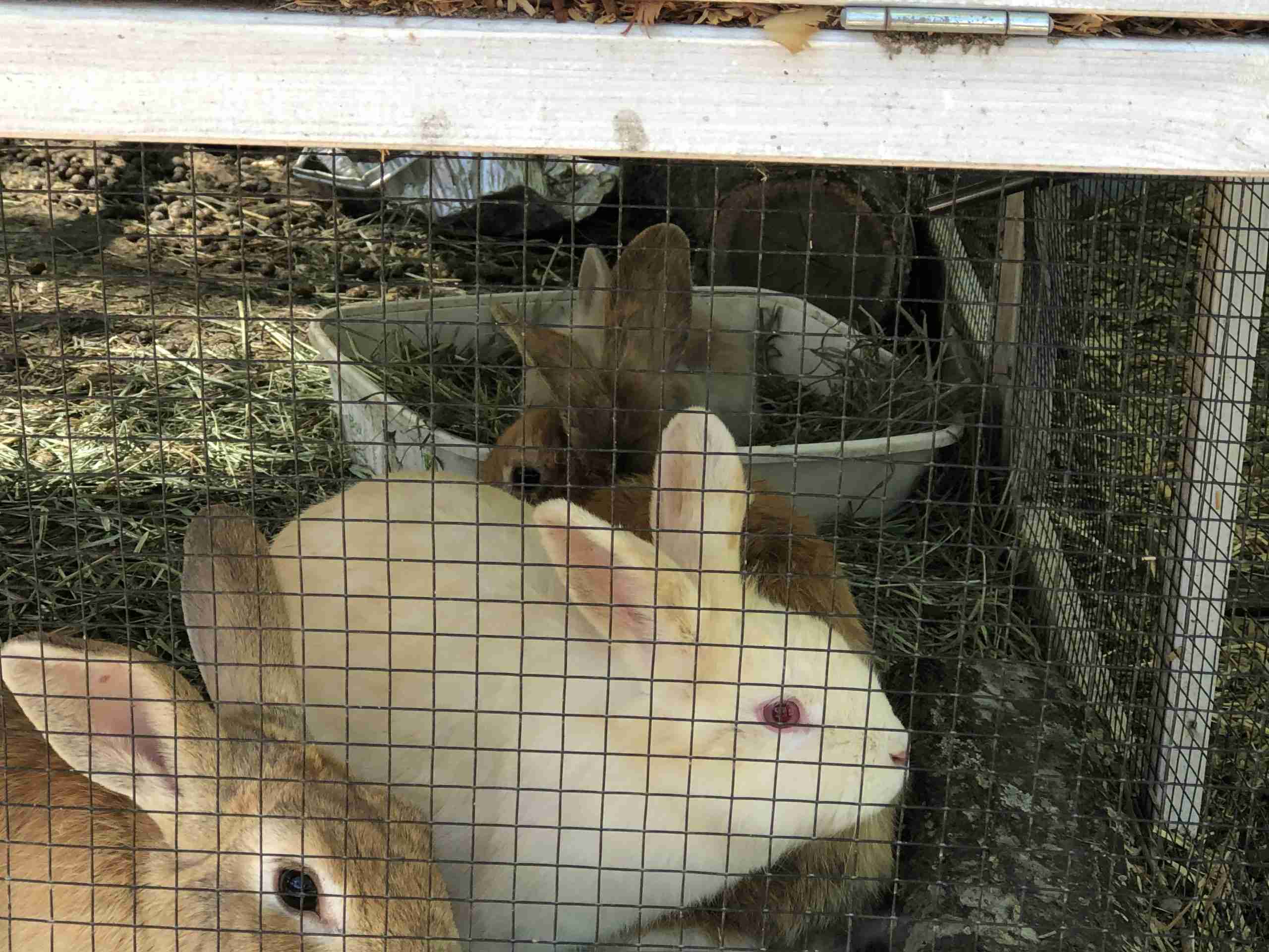 Can the Cuban Brown Rabbit Breed Survive? - BackyardBunnyNews