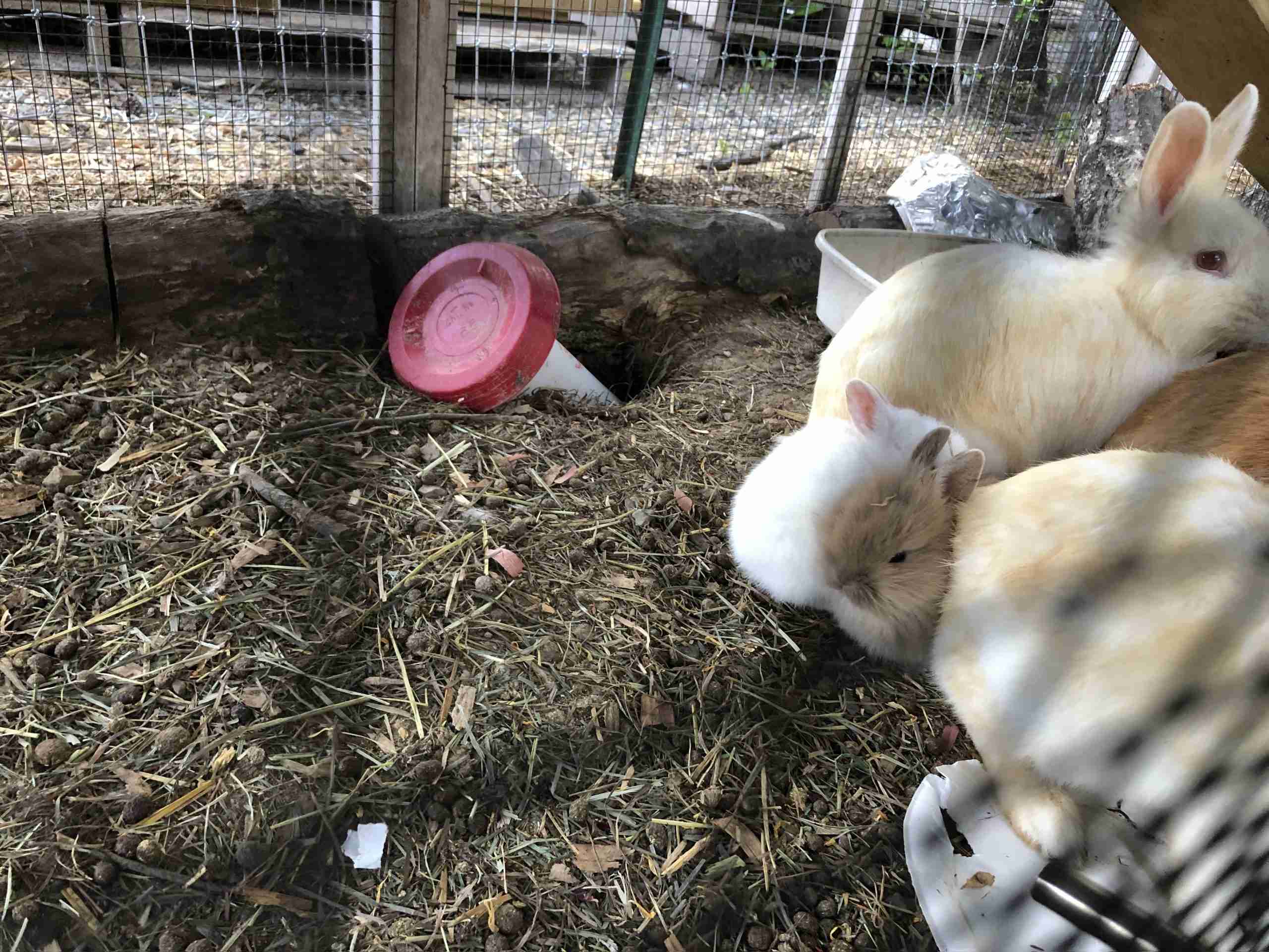 Can You Join the Silver Marten Rabbit Club? - BackyardBunnyNews