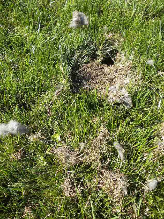 What to Do with a Backyard Rabbits Nest? - BackyardBunnyNews