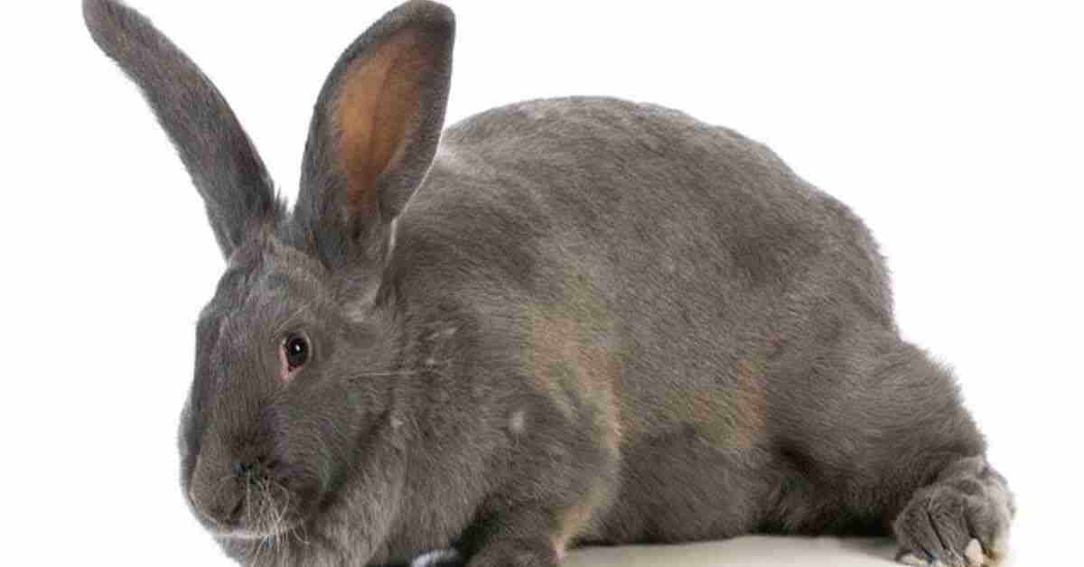 What Are the Largest Rabbit Breeds? - BackyardBunnyNews