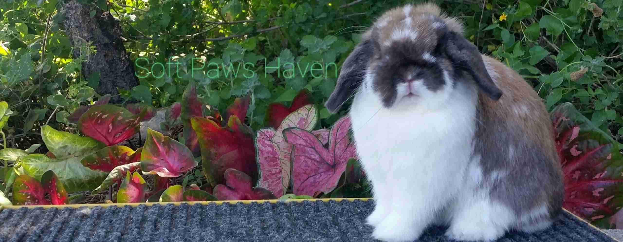 Can the Harlequin Rex Rabbit Breed Survive? - BackyardBunnyNews