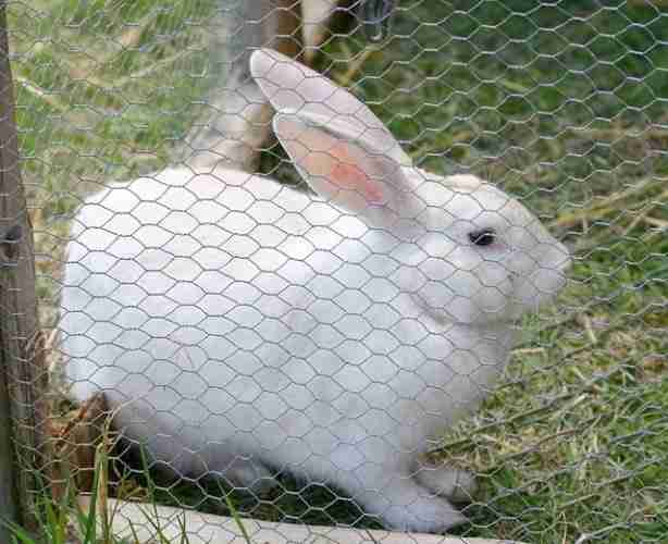 Can the Standard Chinchilla Rabbit Breed Survive? - BackyardBunnyNews