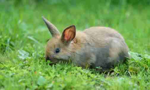 Can the American and National Rex Rabbit Clubs Work Together ...