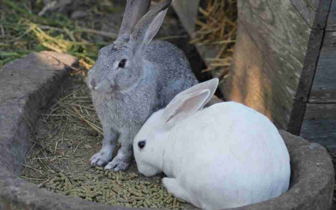 What Is the American Chinchilla Rabbit Breed? - BackyardBunnyNews
