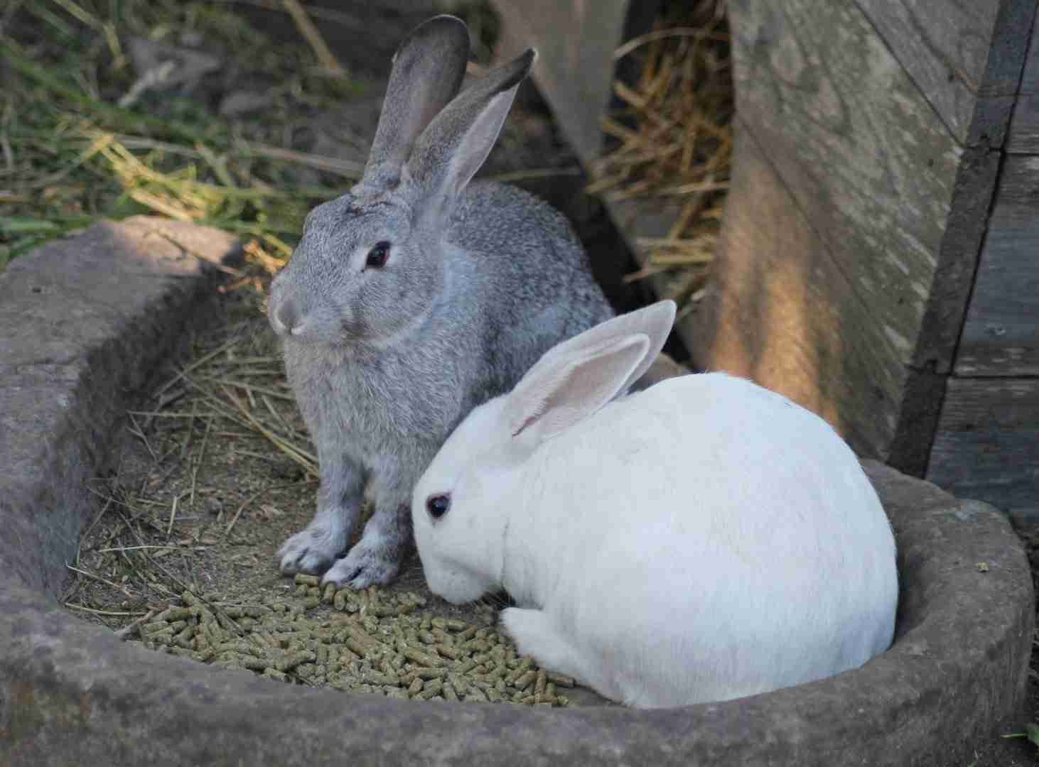 What Is the American Chinchilla Rabbit Breed? - BackyardBunnyNews