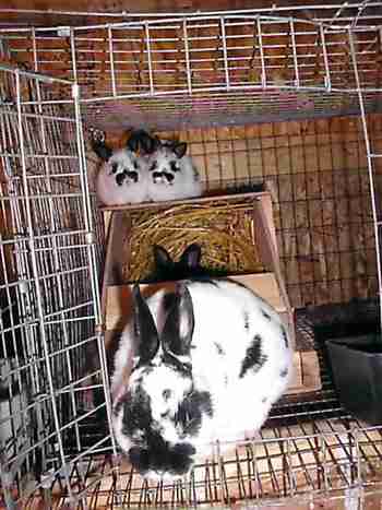 What Are the Different Breeds Of Dalmatian Rabbits? - BackyardBunnyNews