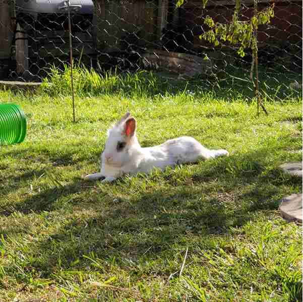 How to Keep Outdoor Rabbits Cool In Summer - BackyardBunnyNews