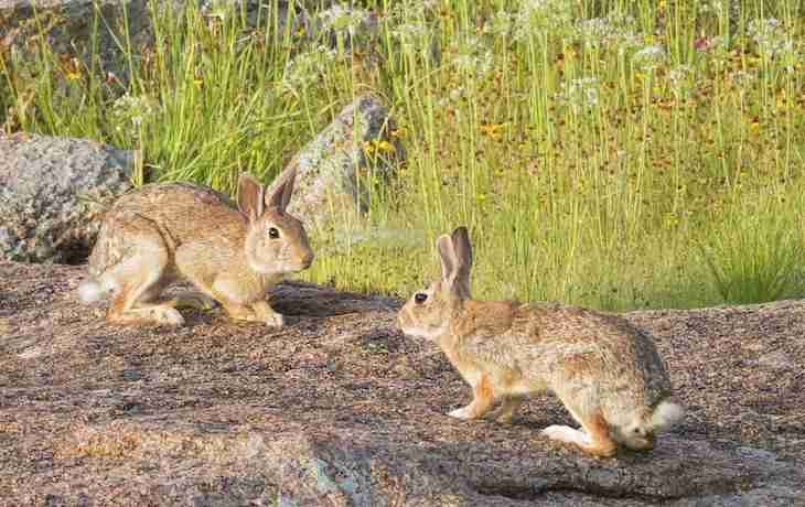 What Is the Golden Glavcot Rabbit Breed? - BackyardBunnyNews