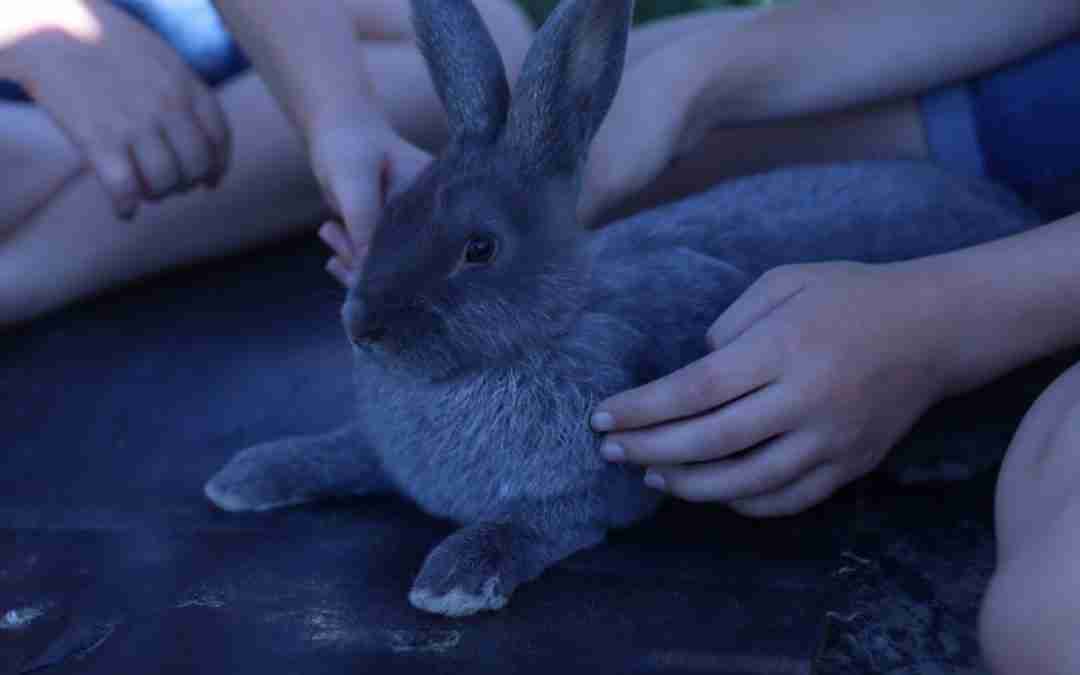 Should You Adopt a Rabbit? - BackyardBunnyNews