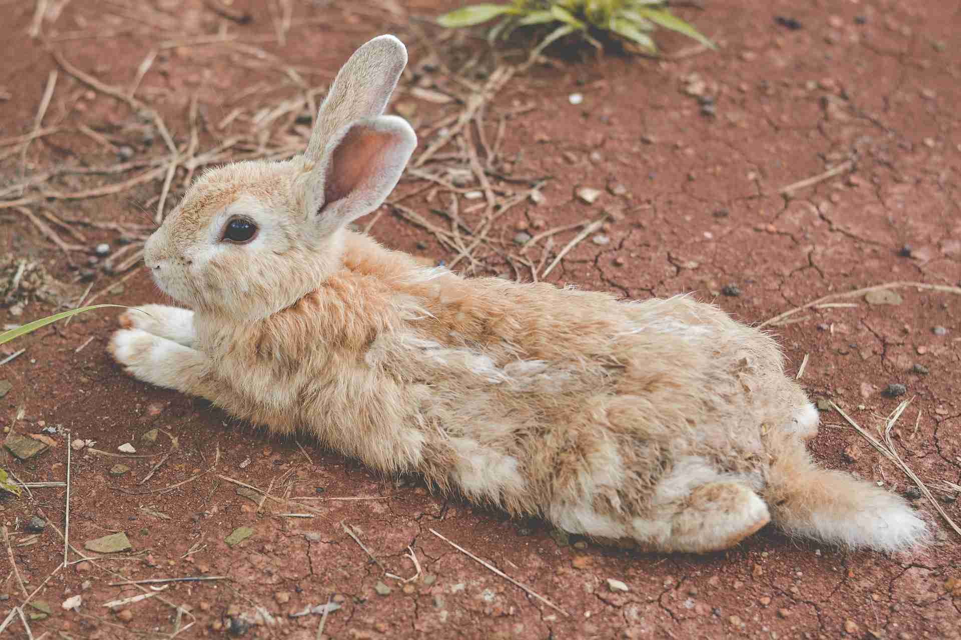 How to Clean a Rabbit Hide? - BackyardBunnyNews