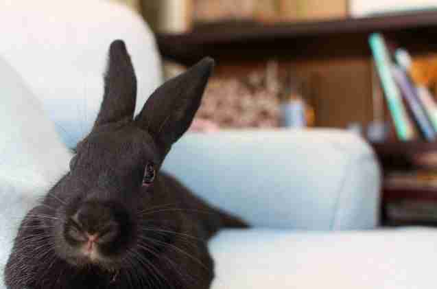 Can You Spot the Difference with the Palomino Rabbit Breed ...