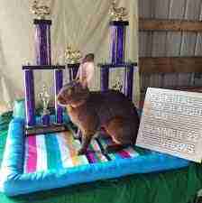 Can American Rabbit Breeders Make A Difference? - BackyardBunnyNews