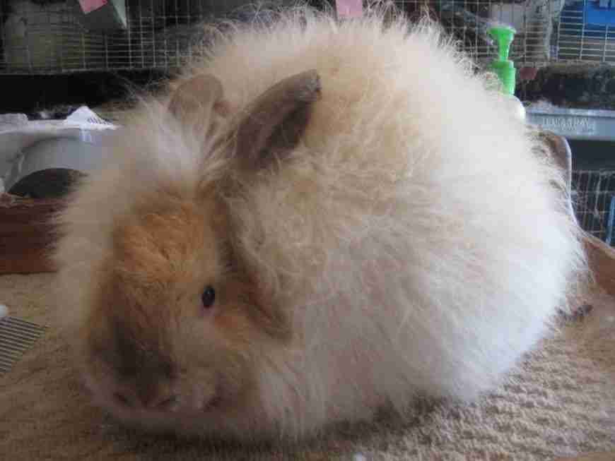 What Is the Giant Angora Rabbit Breed? - BackyardBunnyNews