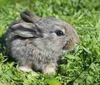 What Is the Silver Marten Rabbit Breed? - BackyardBunnyNews