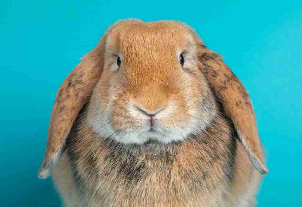 Can Thuringer Rabbits Be the Perfect Pet? - BackyardBunnyNews