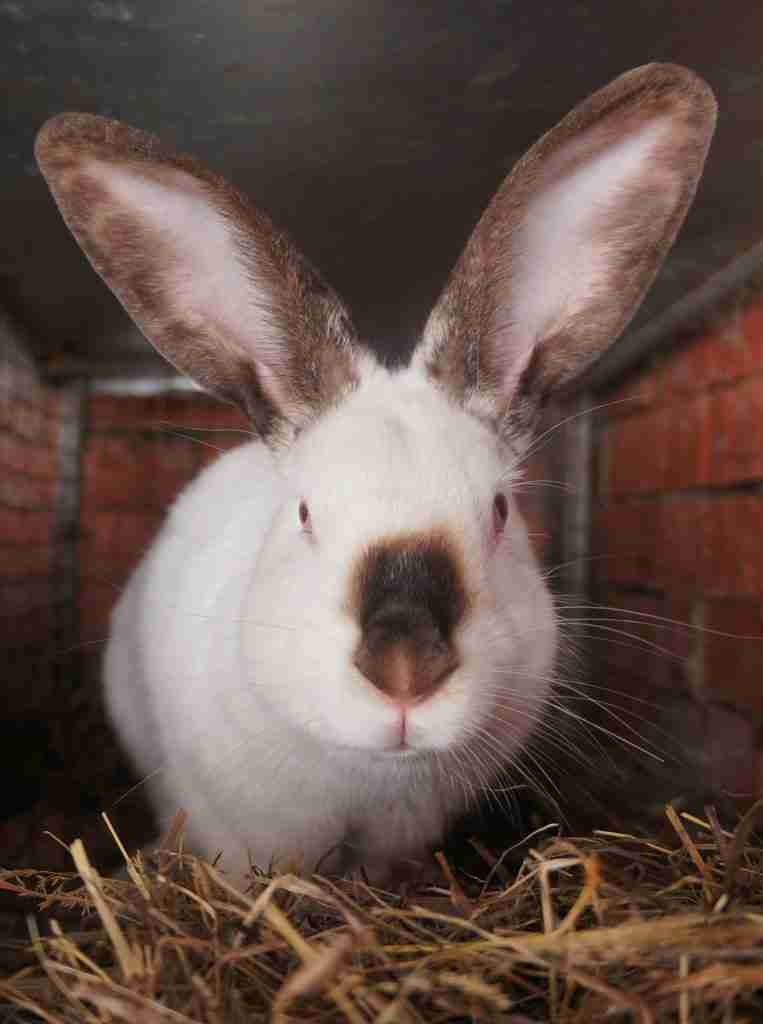 Can the Tri-Color Dutch Rabbit Breed Make You a Proud Pet Owner ...