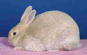 Can the Rare San Juan Rabbit Survive? - BackyardBunnyNews