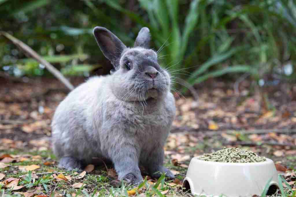 Is There a Creme D'argent Rabbit? - BackyardBunnyNews