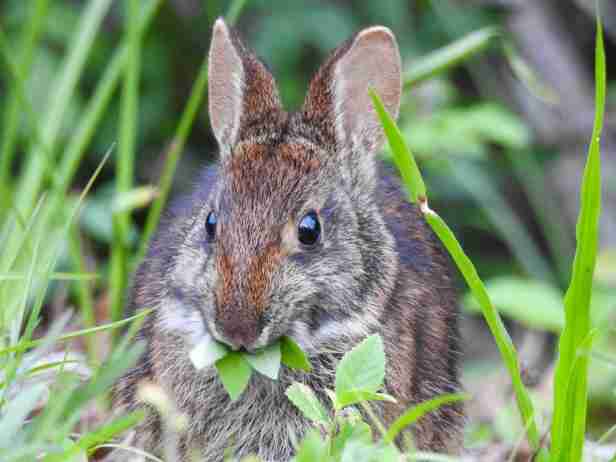 Uncovering the Fascinating World Of Zemmouri Rabbits - BackyardBunnyNews