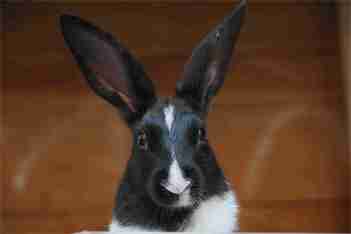 Why Do Domestic Rabbits Bite? - BackyardBunnyNews