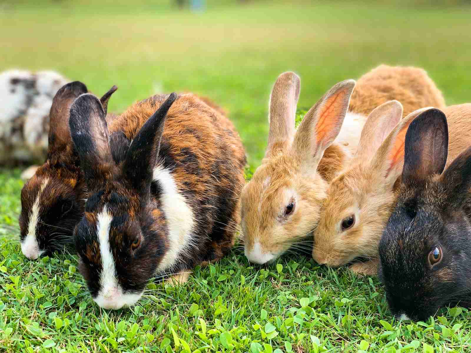 What Is A Britannia Petite Rabbit? - BackyardBunnyNews