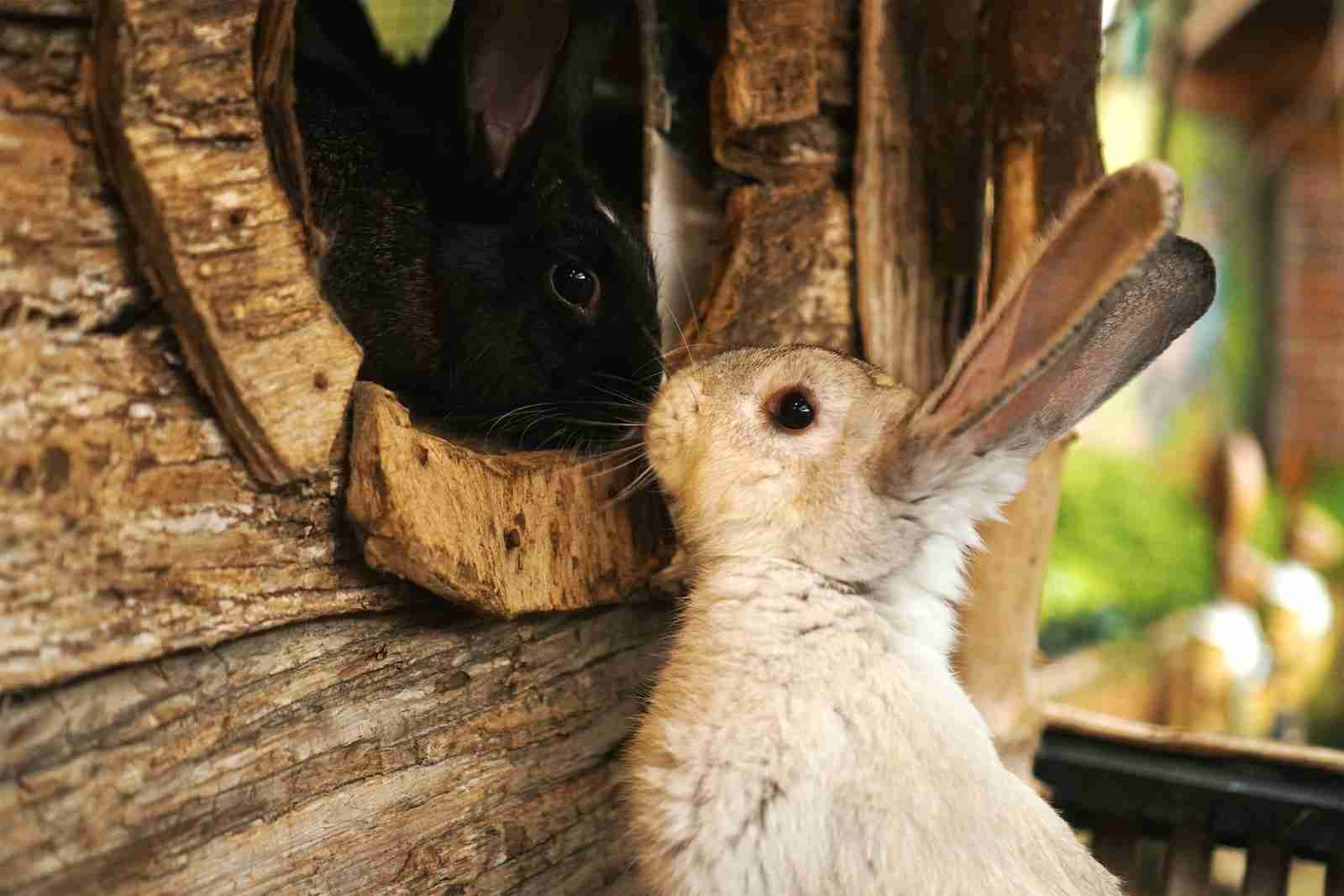 Can Thrianta Rabbits Make Ideal Pets? - BackyardBunnyNews