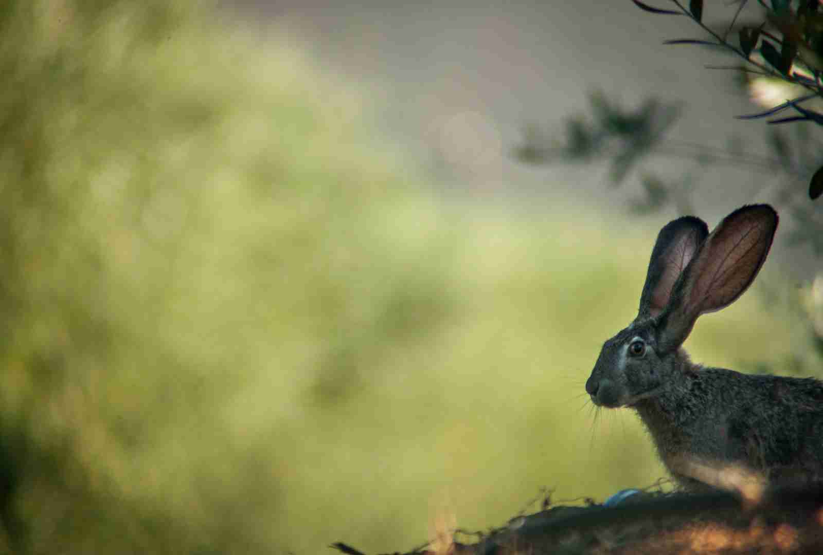 How Do Dogs and Baby Rabbits Get Along? - BackyardBunnyNews