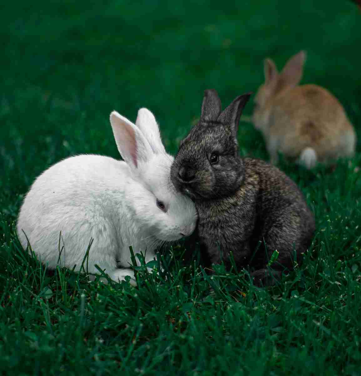 Is There A Silver Rabbit Breed? - BackyardBunnyNews