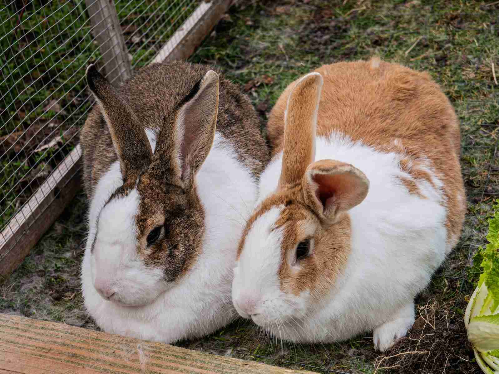 Can the Sa Phendula Rabbit Breed Make a Comeback? - BackyardBunnyNews