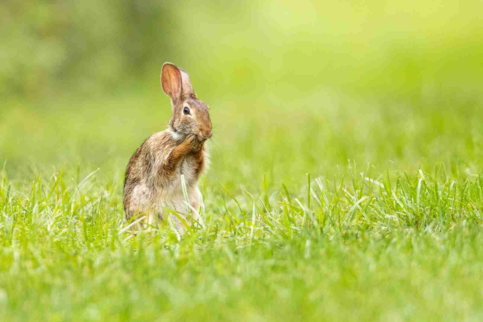Can the British Giant Rabbit Breed Take Over the World? - BackyardBunnyNews