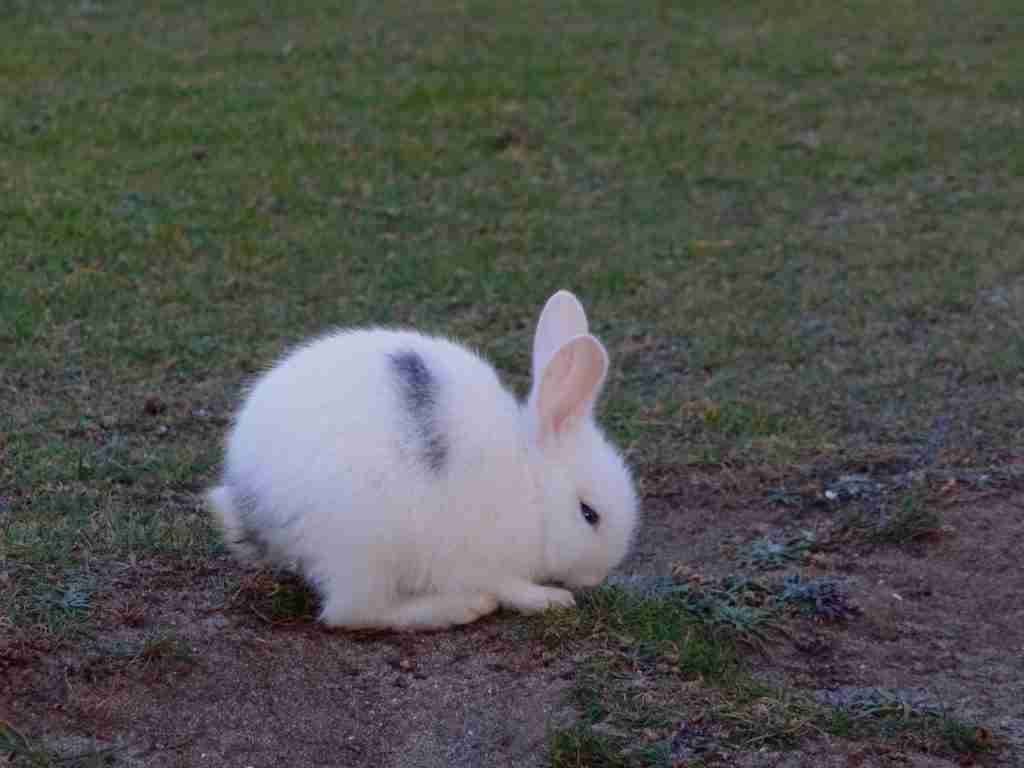 Are There Different Breeds Of Mini Papillon Rabbits? - BackyardBunnyNews