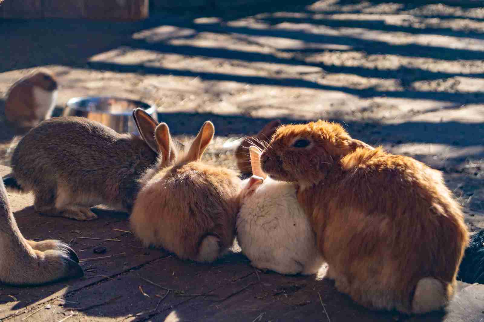 Can Rabbit Renegades Reach the Stars? - BackyardBunnyNews