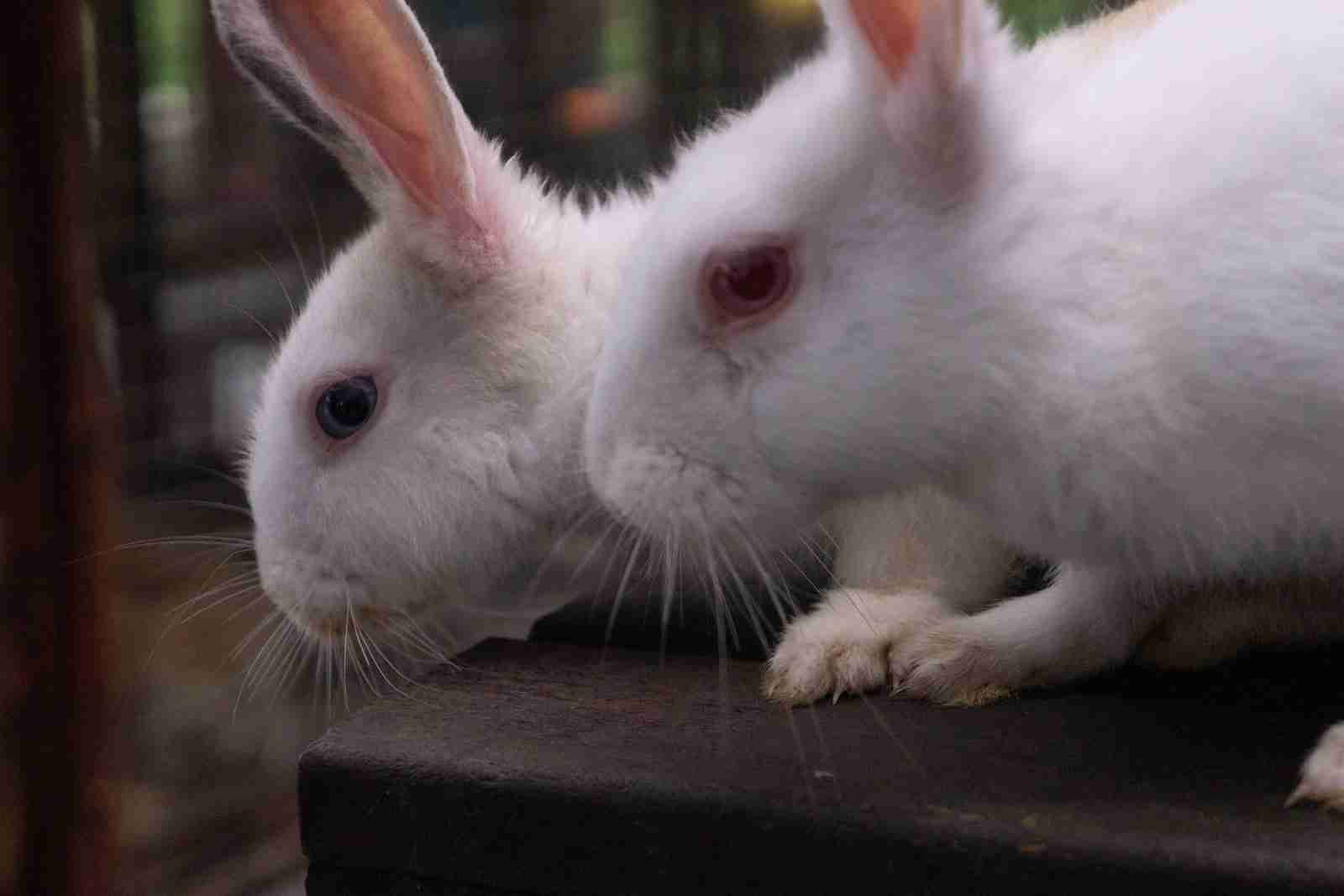 Can the Sa Phendula Rabbit Breed Make a Comeback? - BackyardBunnyNews