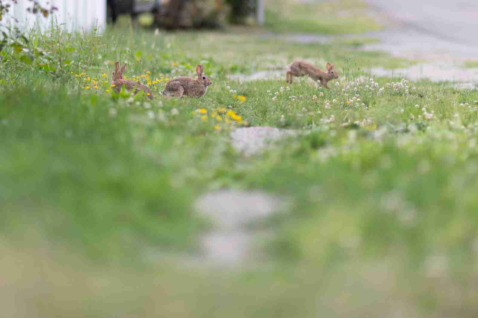 What Do Outdoor Rabbits Like to Eat? - BackyardBunnyNews