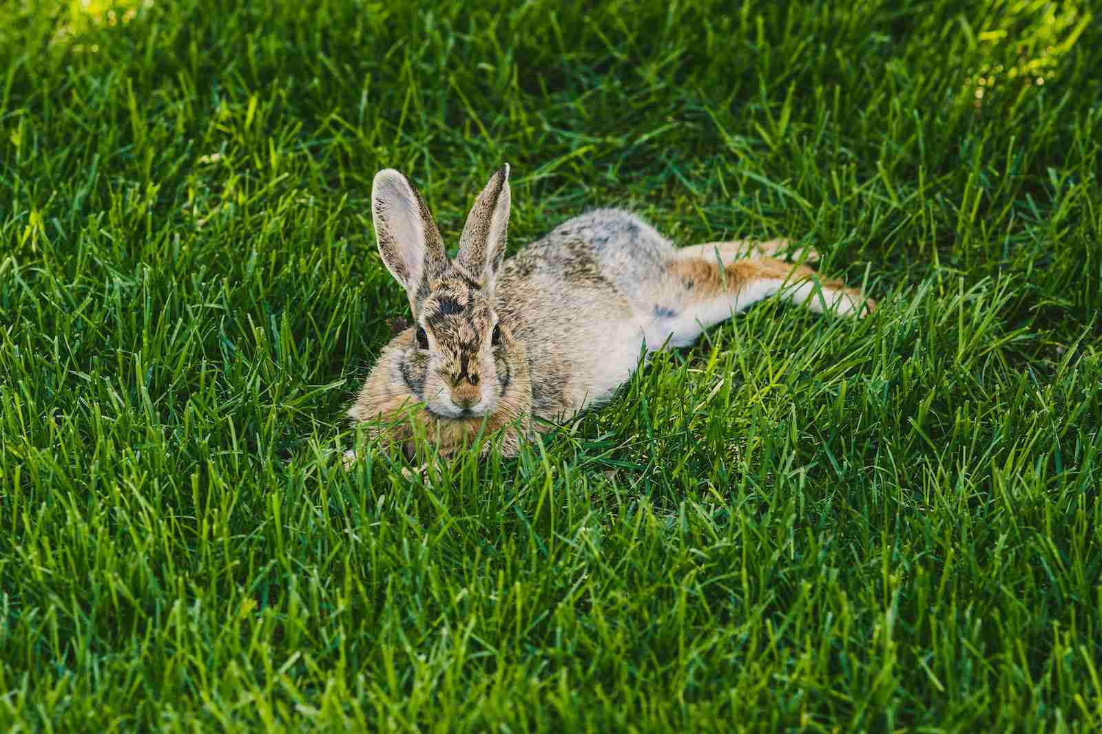 Can You Raise Meat Rabbits In Your Backyard? - BackyardBunnyNews