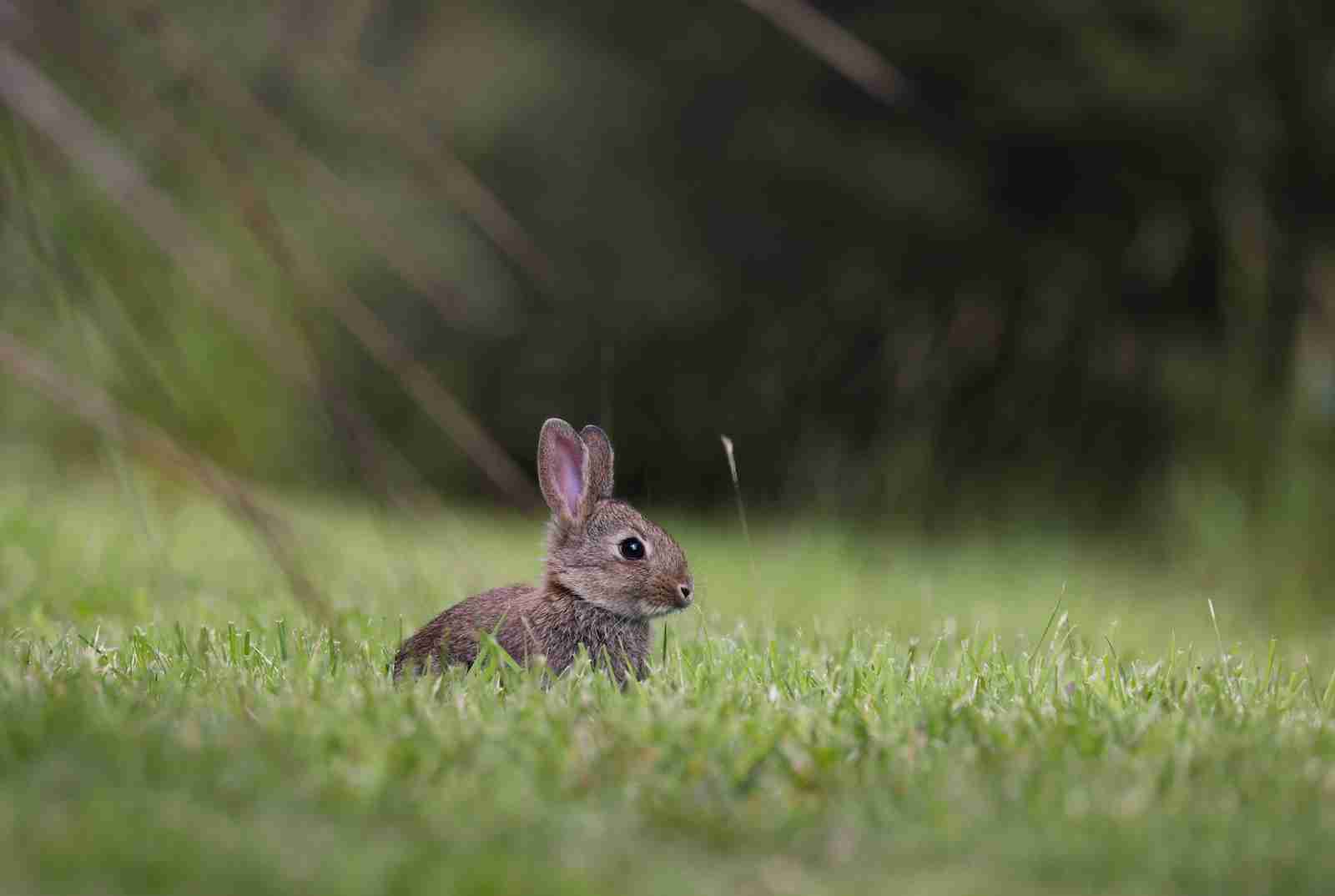 What Are the Breeds Of Wheaten Lynx Rabbit? - BackyardBunnyNews
