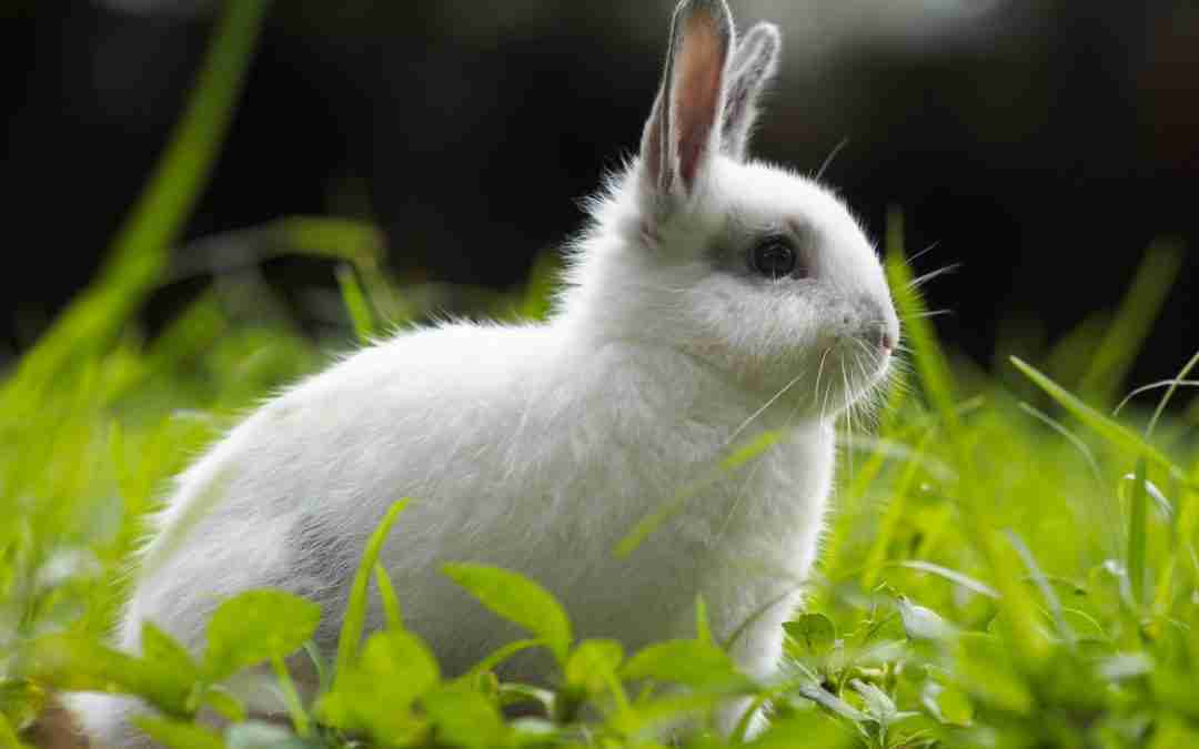 Can a Mini Satin Rabbit Be Your Perfect Pet? - BackyardBunnyNews