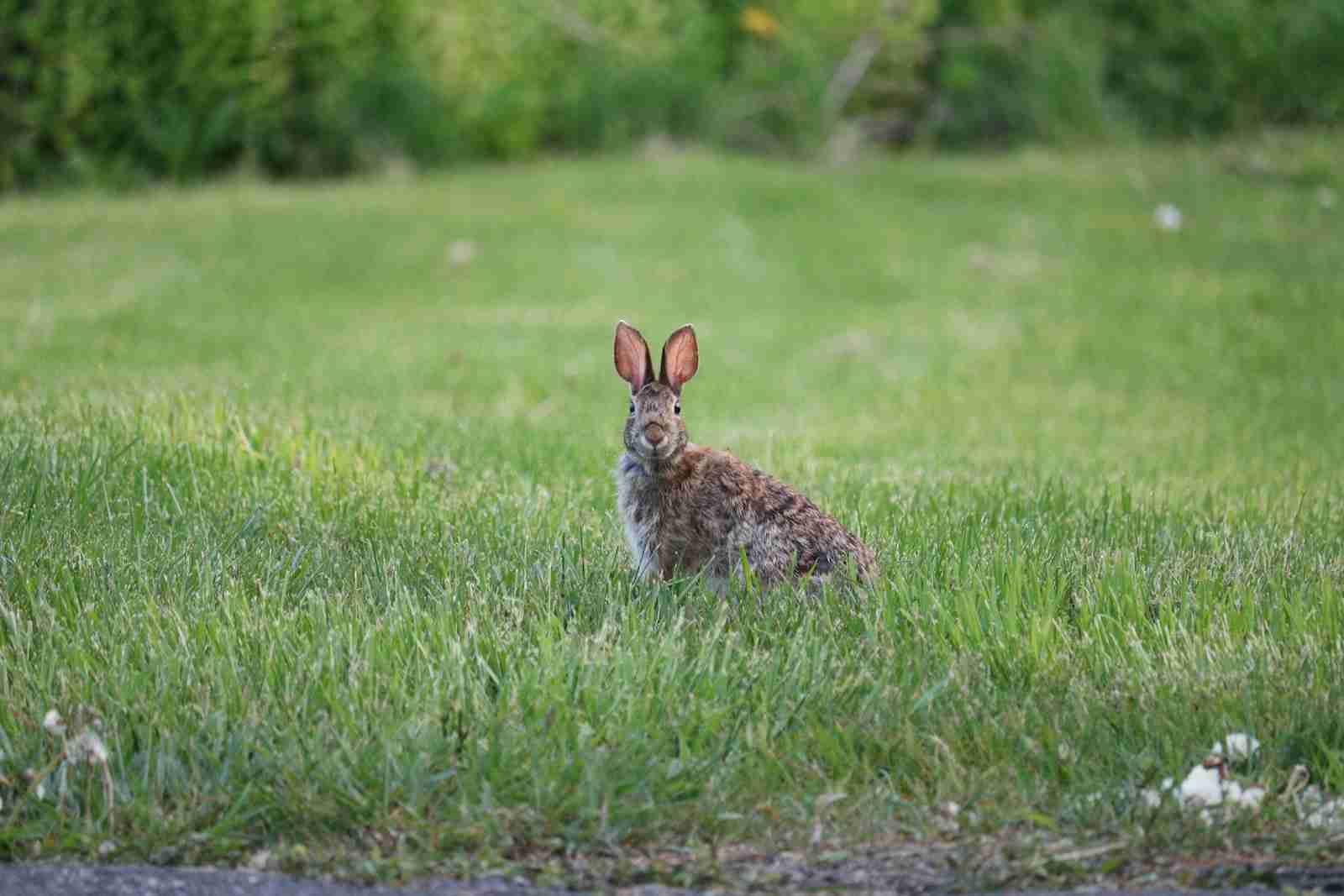 How to Care for Outdoor Rabbits In Winter? - BackyardBunnyNews