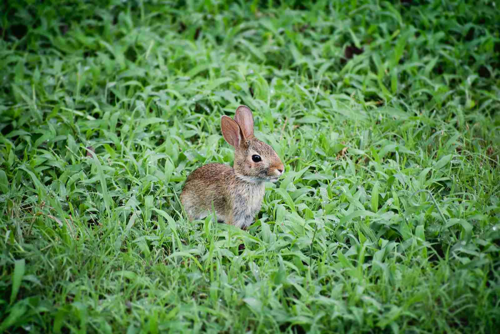 Are Rabbits Ruining Your Garden? - BackyardBunnyNews