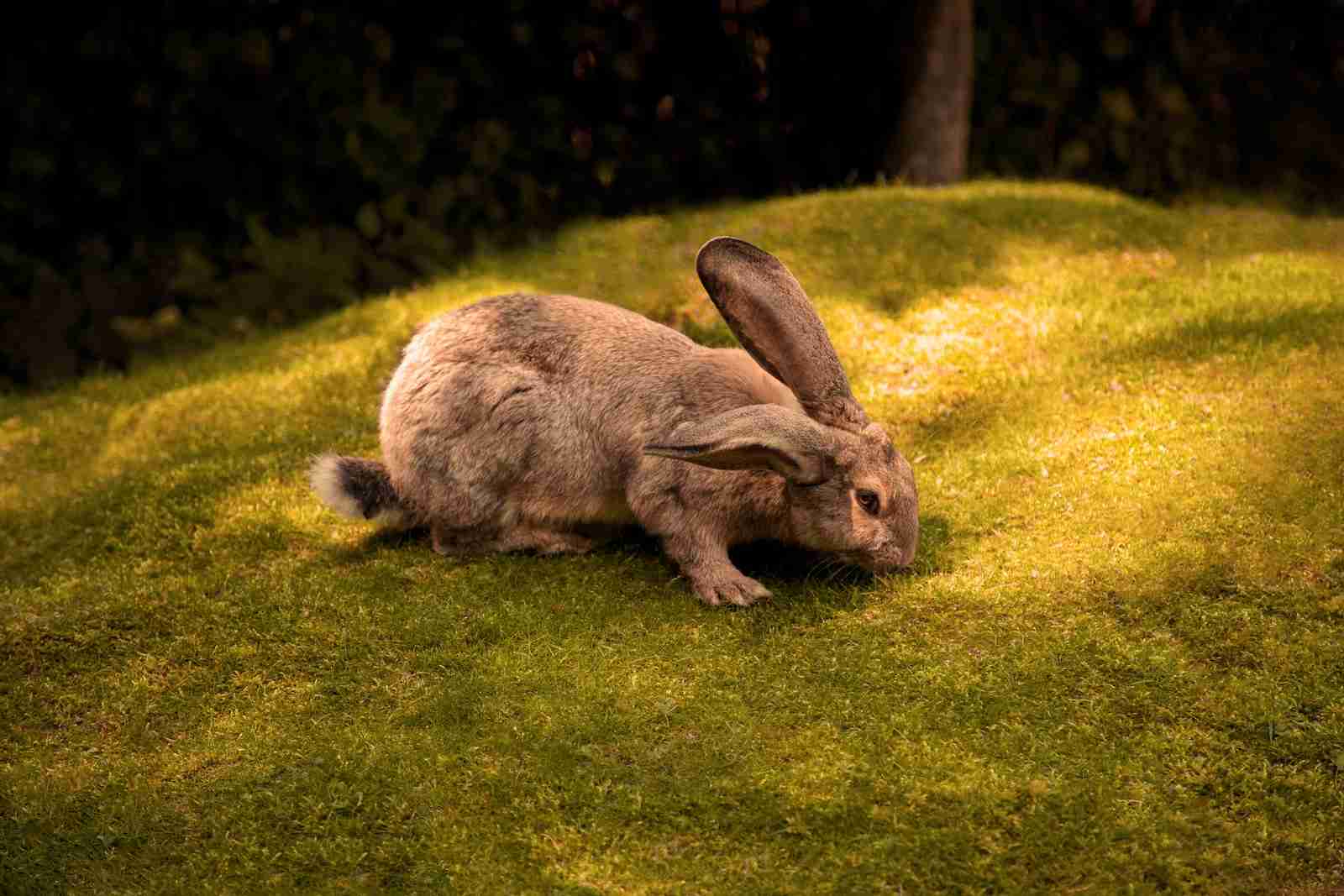 Are You Familiar With The Sallander Rabbit Breed? - BackyardBunnyNews