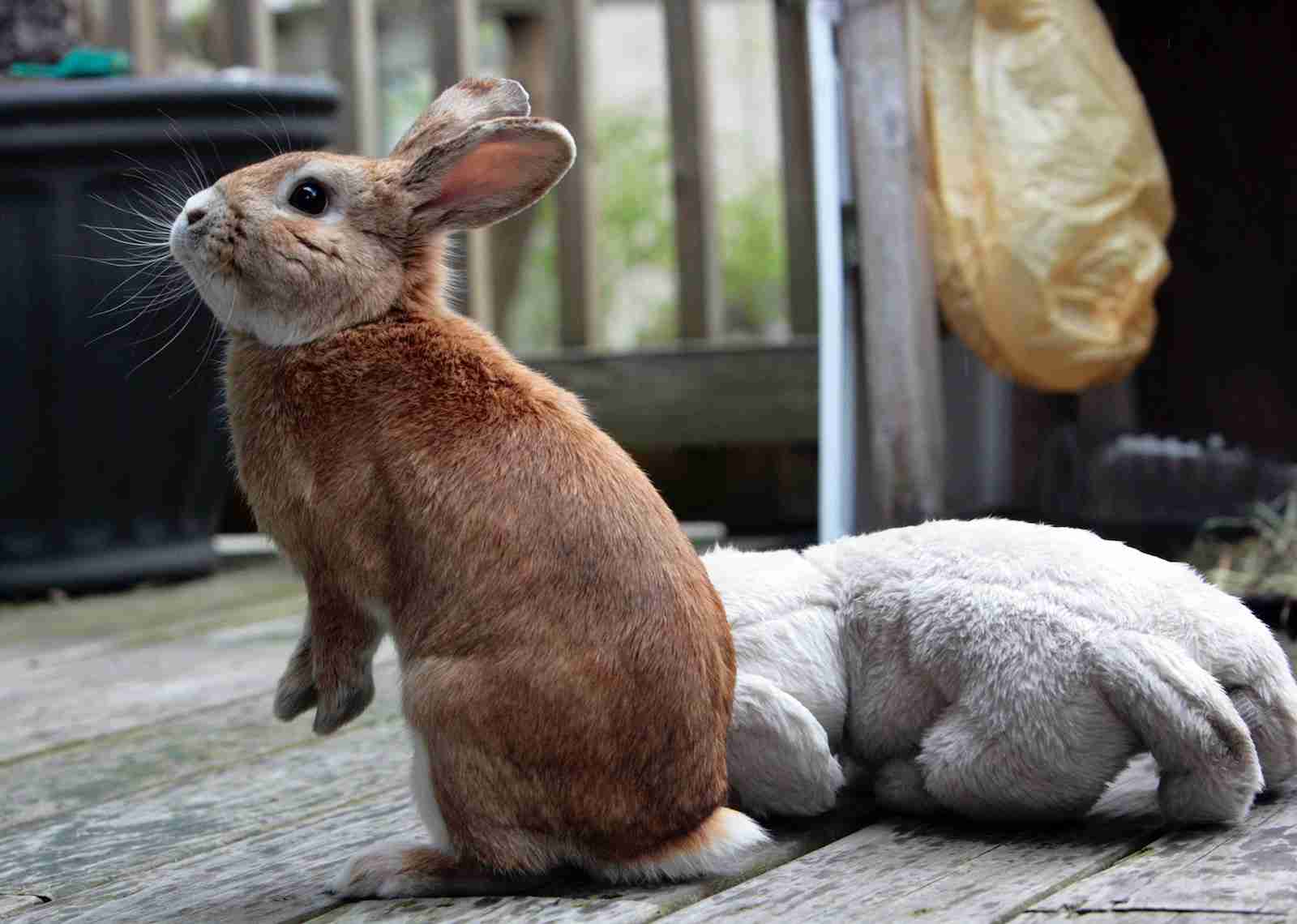 How to Properly Care for Young Rabbits? - BackyardBunnyNews