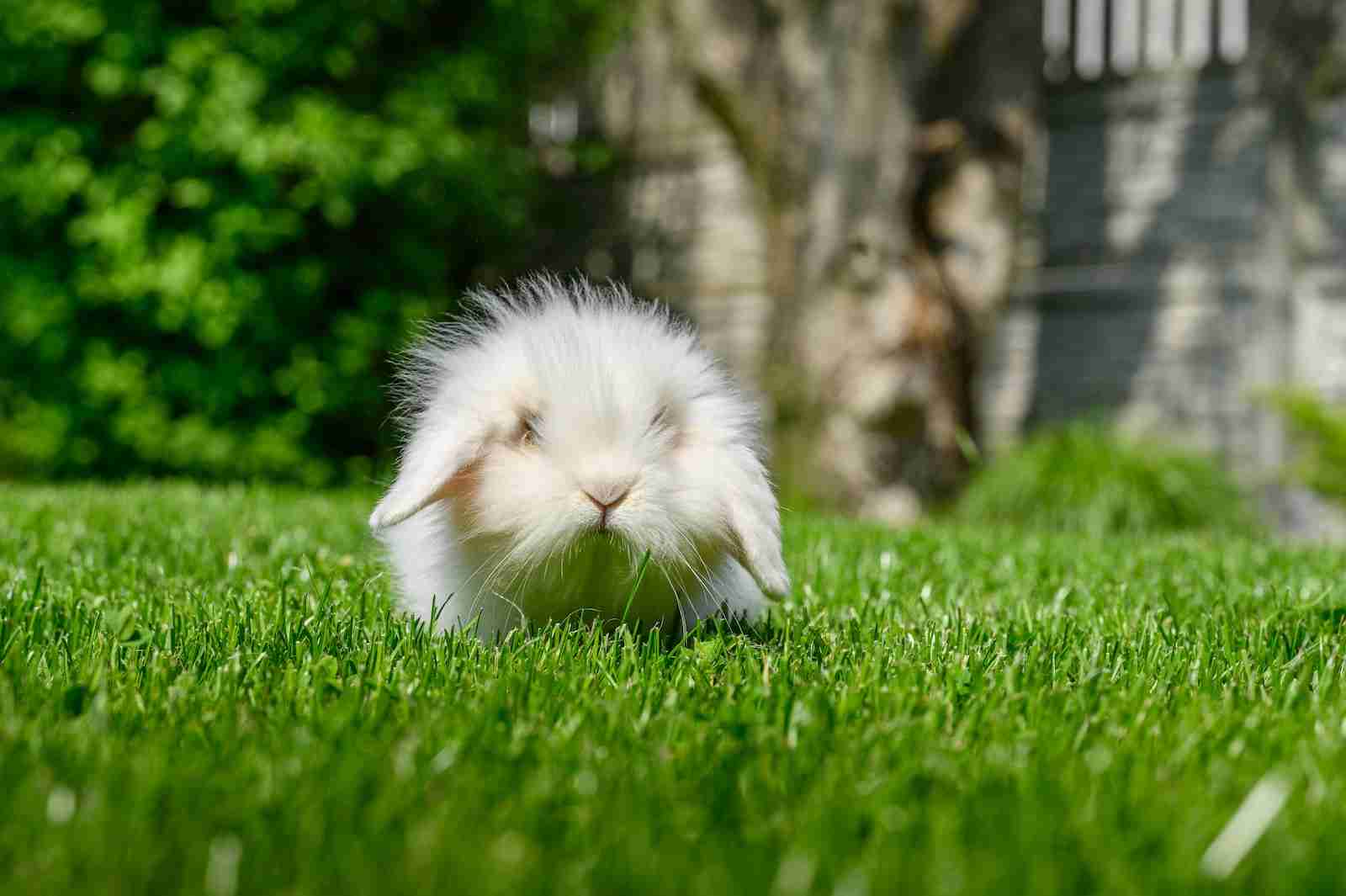 Are English Angora Rabbits the Perfect Pet? - BackyardBunnyNews